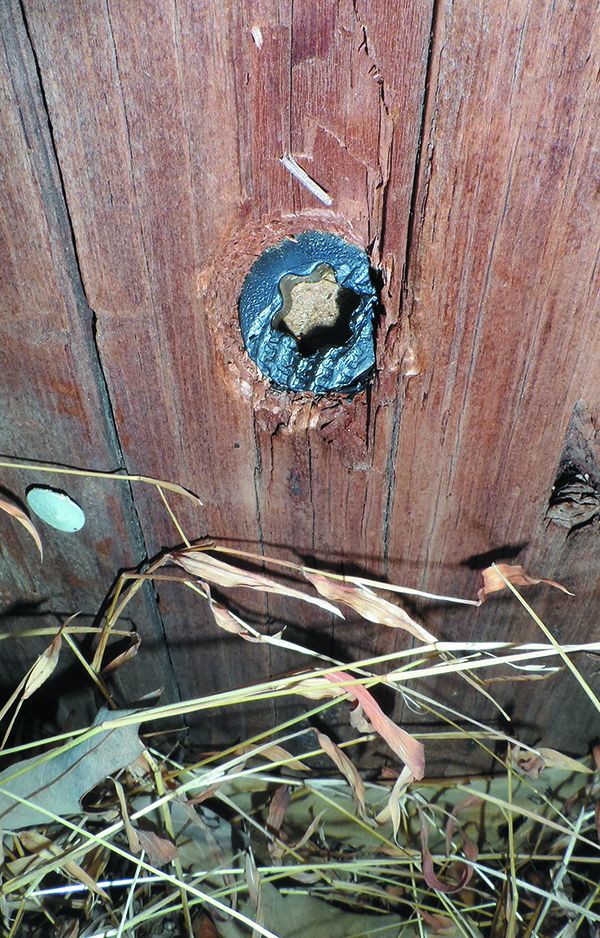 Products and Tips to Stop Wood Rot - Practical Sailor